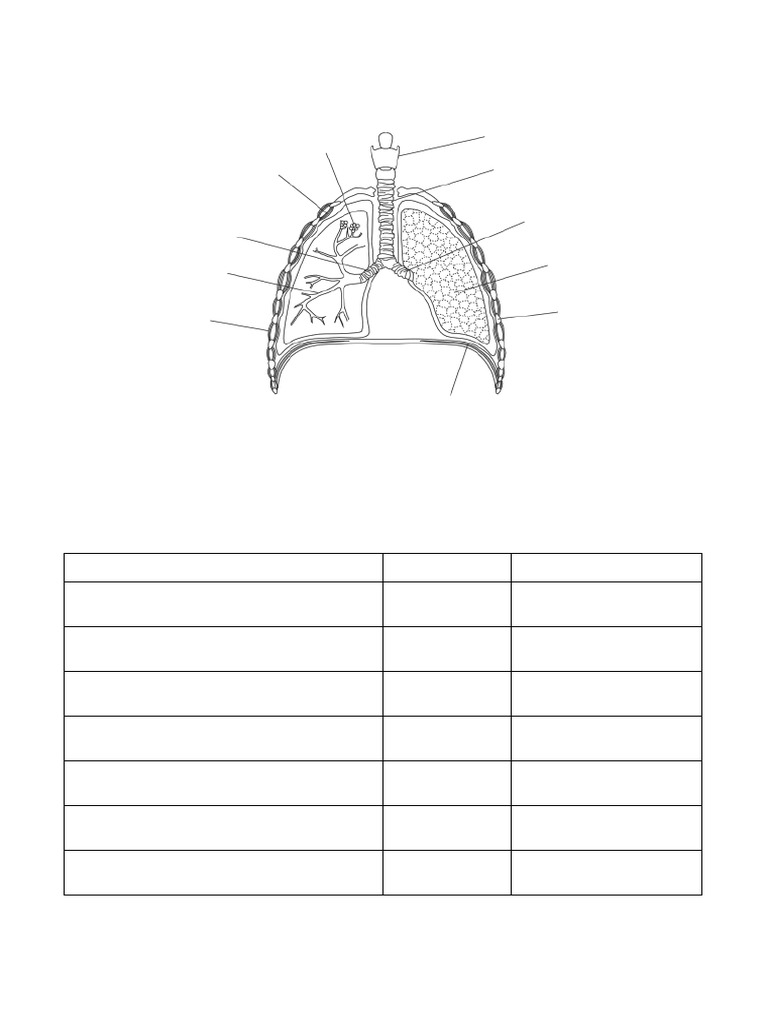Respiration and Gas Exchange Worksheet | PDF | Breathing | Respiratory ...