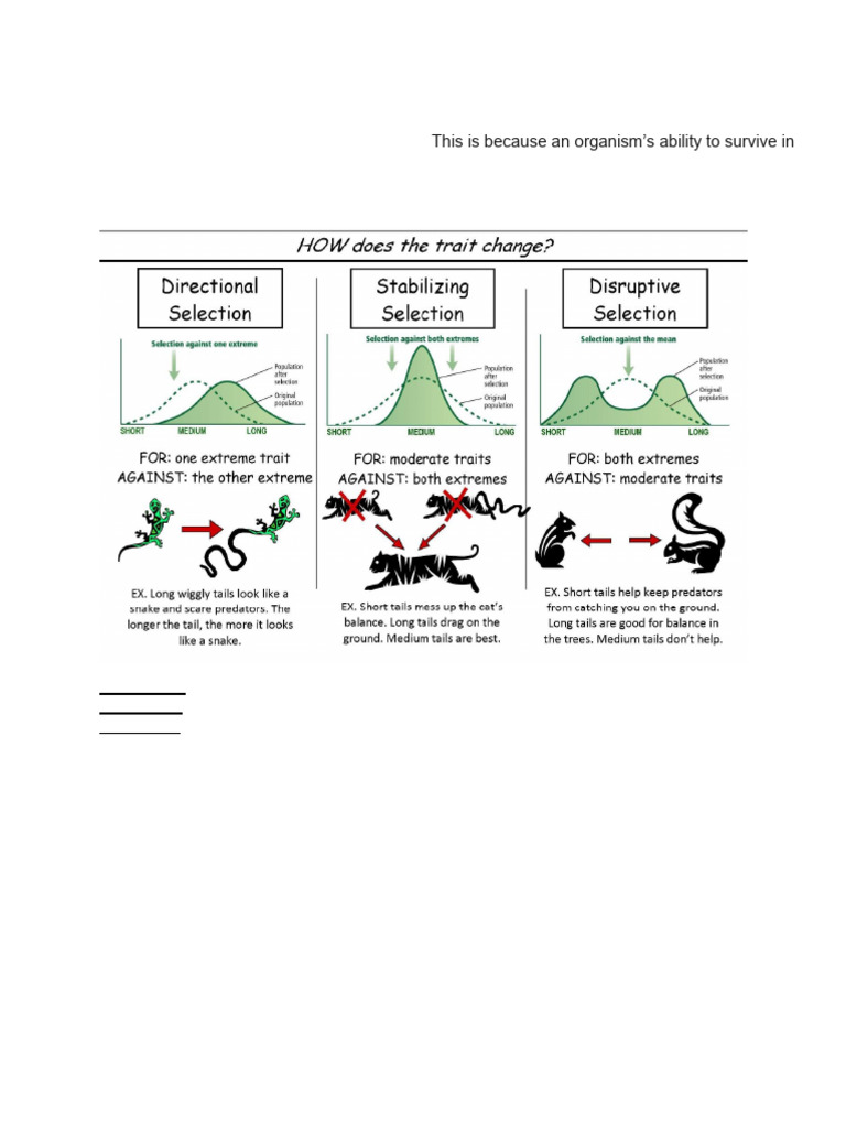 Patterns Adaptations Option 1 | PDF | Natural Selection | Nature