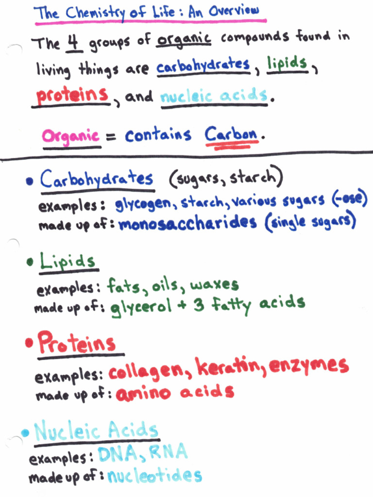Biochemistry Notes | PDF