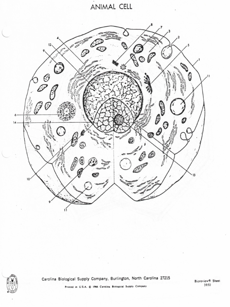 Animal Cell (Blank) | PDF