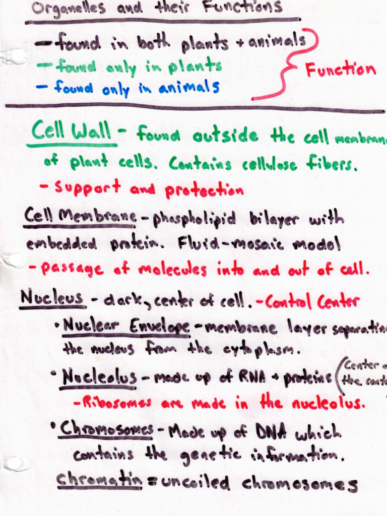 Organelles and Their Function Notes | PDF