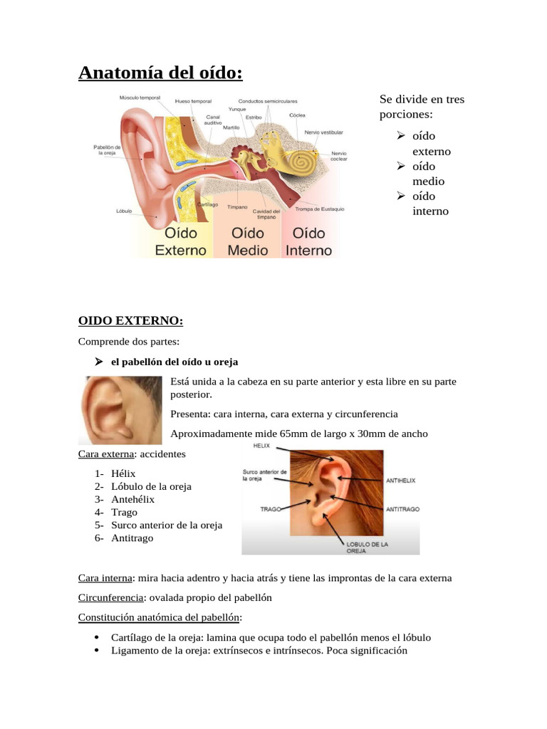 Anatomía del Oído: Estructuras y Funciones | PDF | Oído | Cabeza y ...
