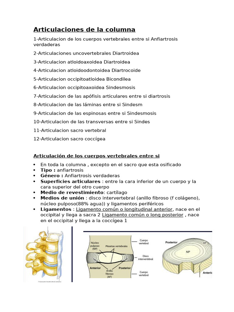 Artics columna y torax U3 | PDF | Articulación | La columna vertebral