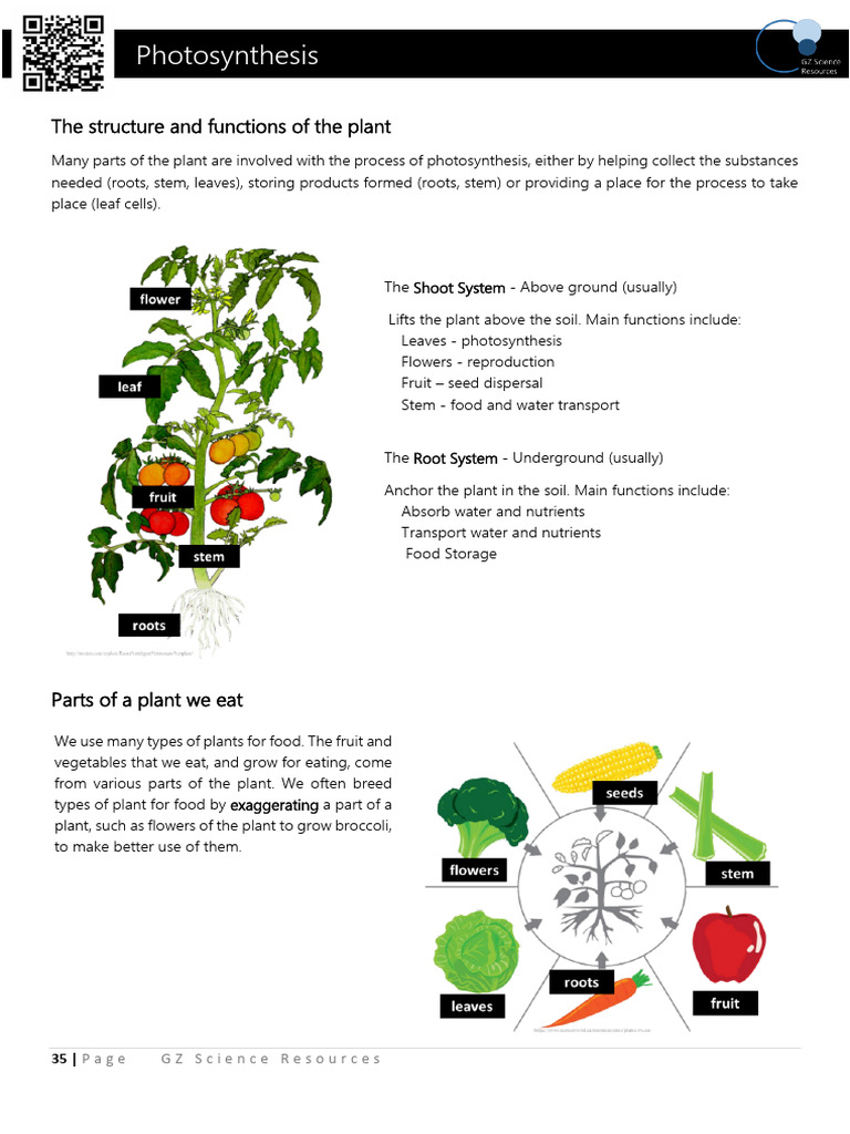 Photosynthesis Main Handout Year 9 | PDF | Leaf | Photosynthesis