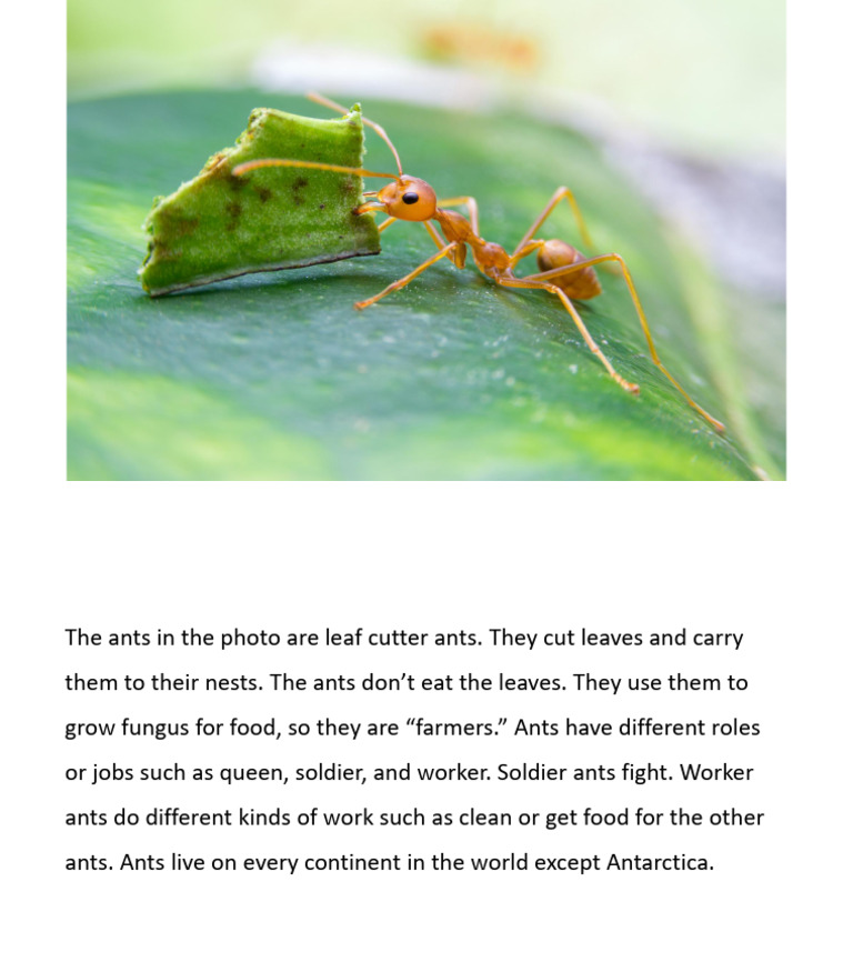 Leaf Cutter Ant | PDF