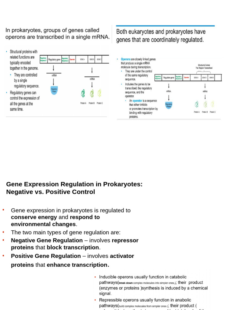 Prokaryotic Gene Regulation Overview | PDF