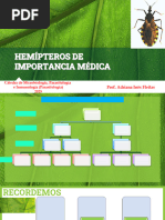 Triatominos: Vectores de Chagas | PDF | Biología