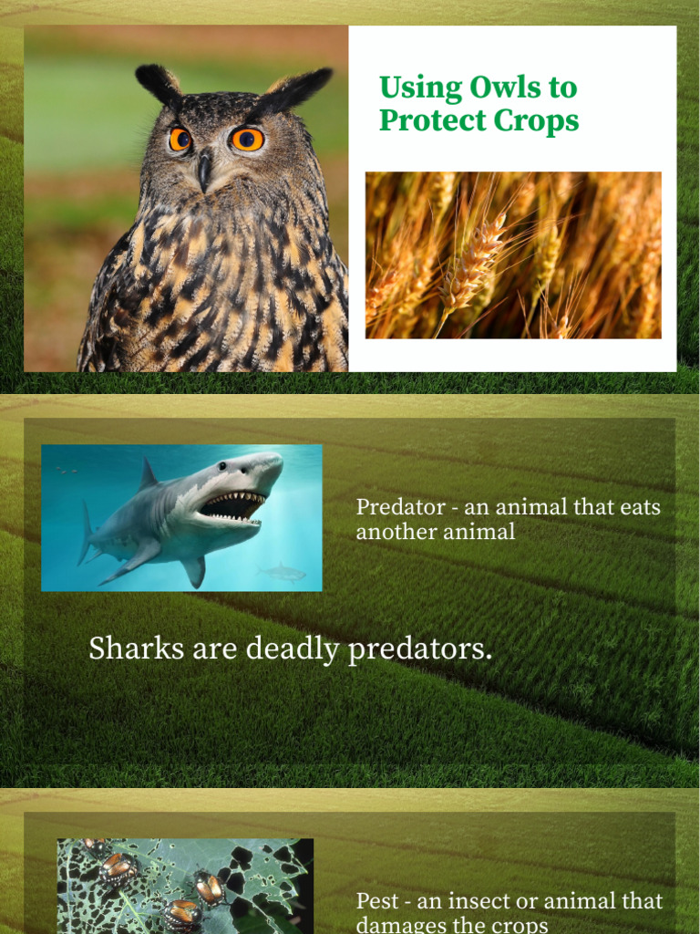 Using Owls for Crop Pest Control | PDF | Rodent | Pet