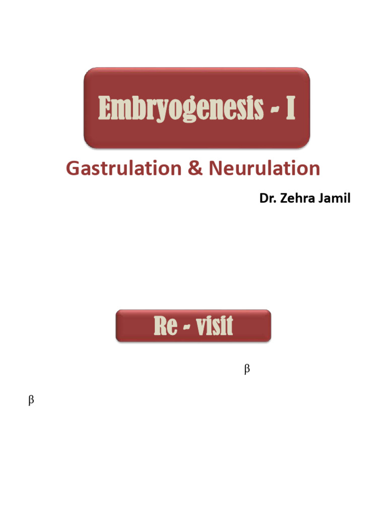 Gastrulation and Neurulation Overview | PDF | Nervous System | Embryo