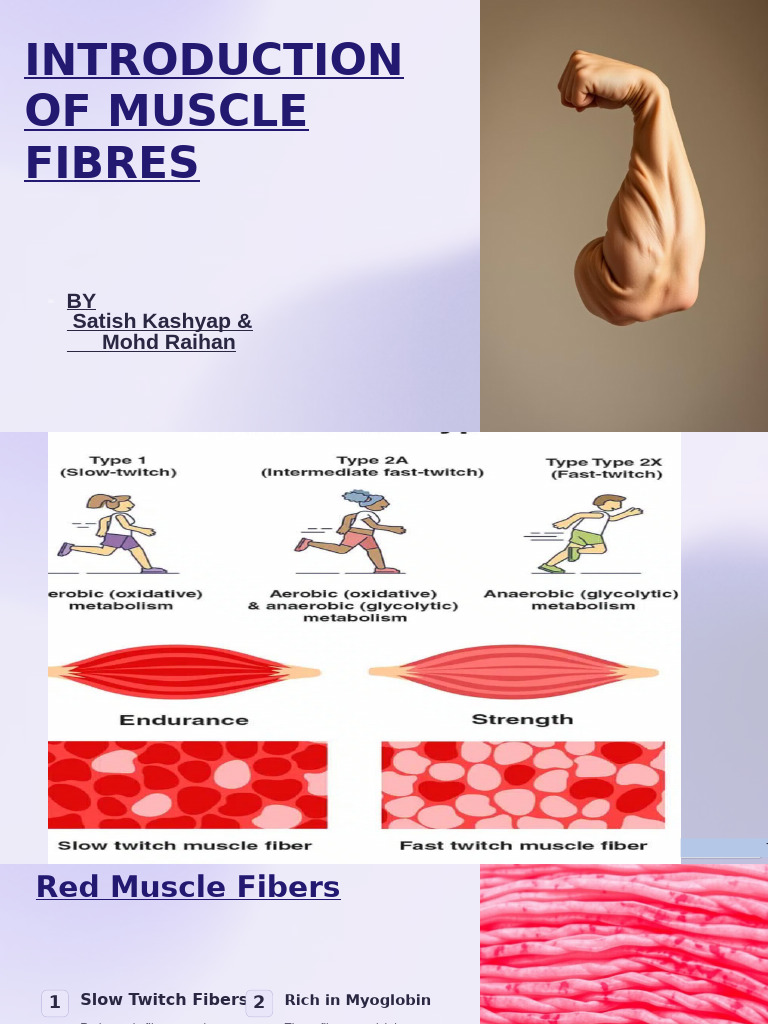 Final Muscle Fibre New | PDF | Skeletal Muscle | Physiology