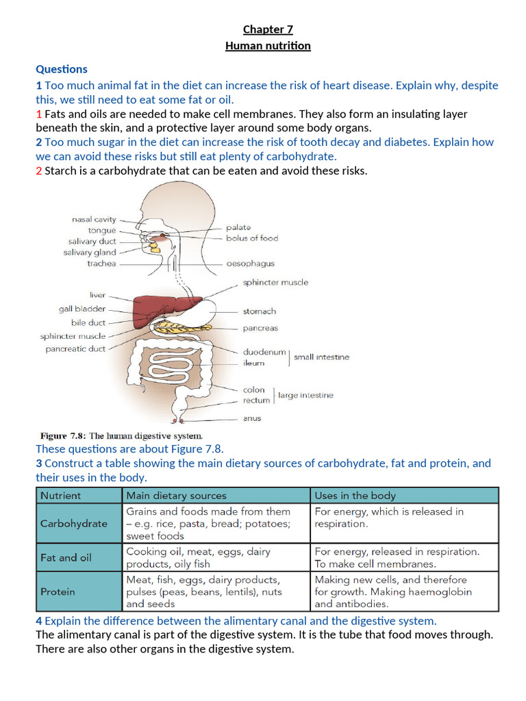 Human Nutrition and Digestive System Overview | PDF | Digestion | Human ...