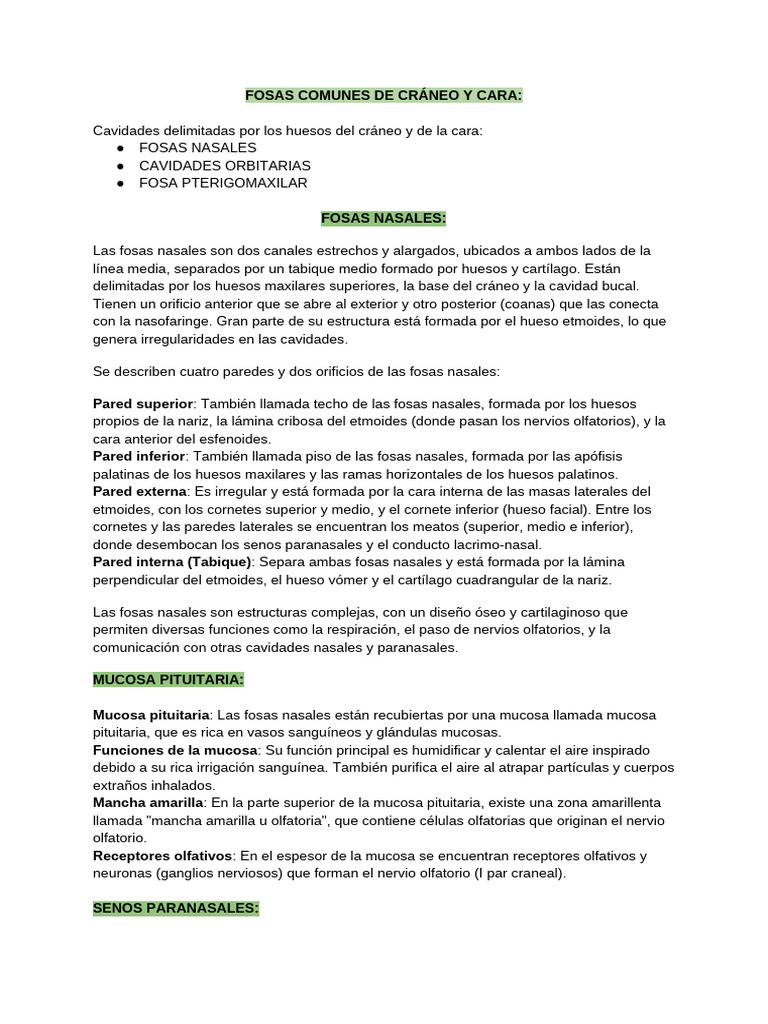 Estructura de fosas nasales y cara | PDF | Nariz humana | Anatomía humana