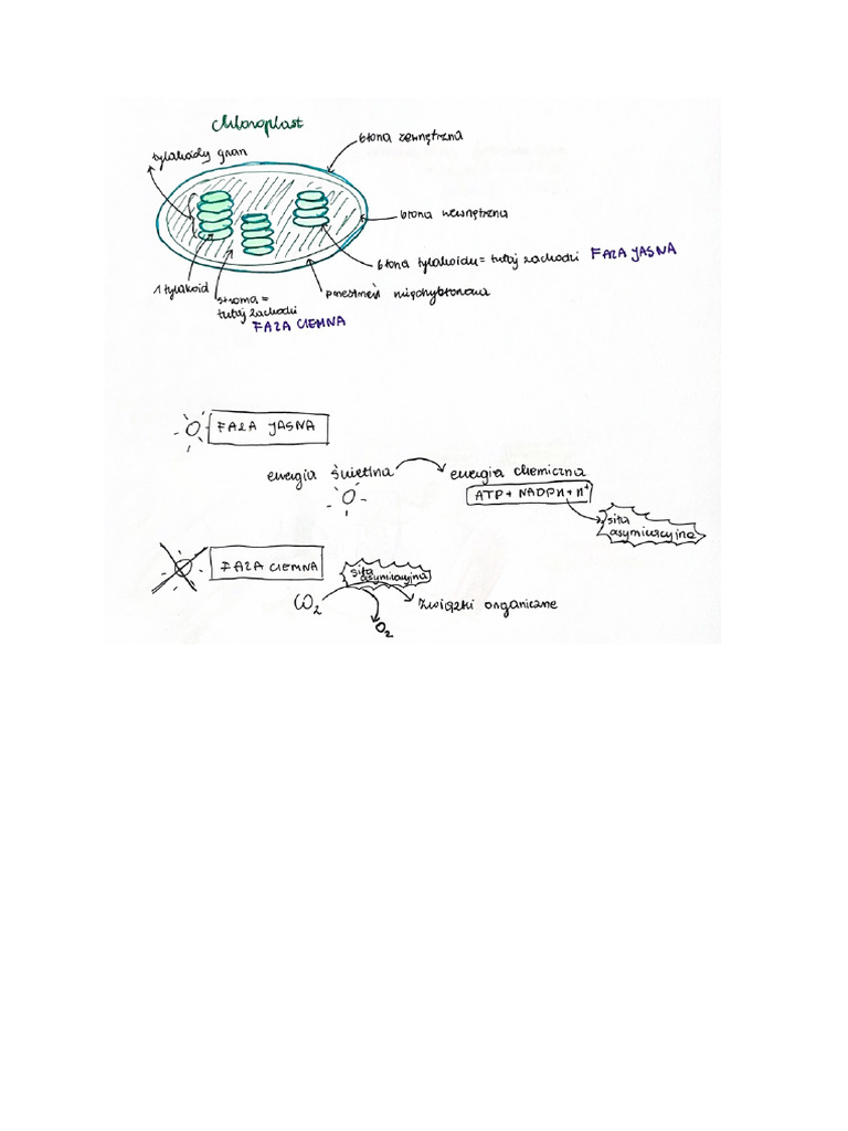 Fotosynteza schemat | PDF