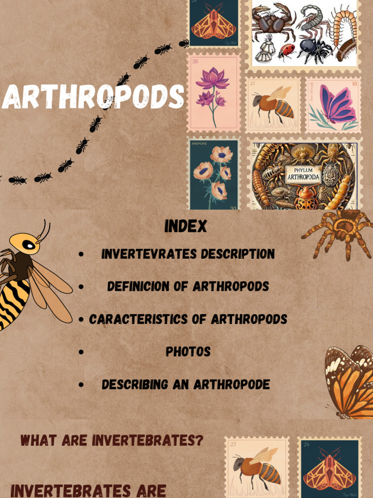Overview of Arthropods and Their Traits | PDF