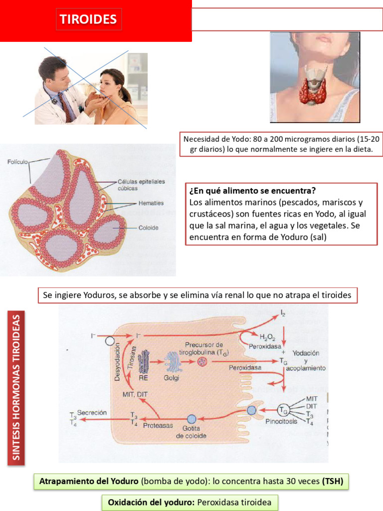 H tiroideas y suprarrenales | PDF | Hormona estimulante de la tiroides ...
