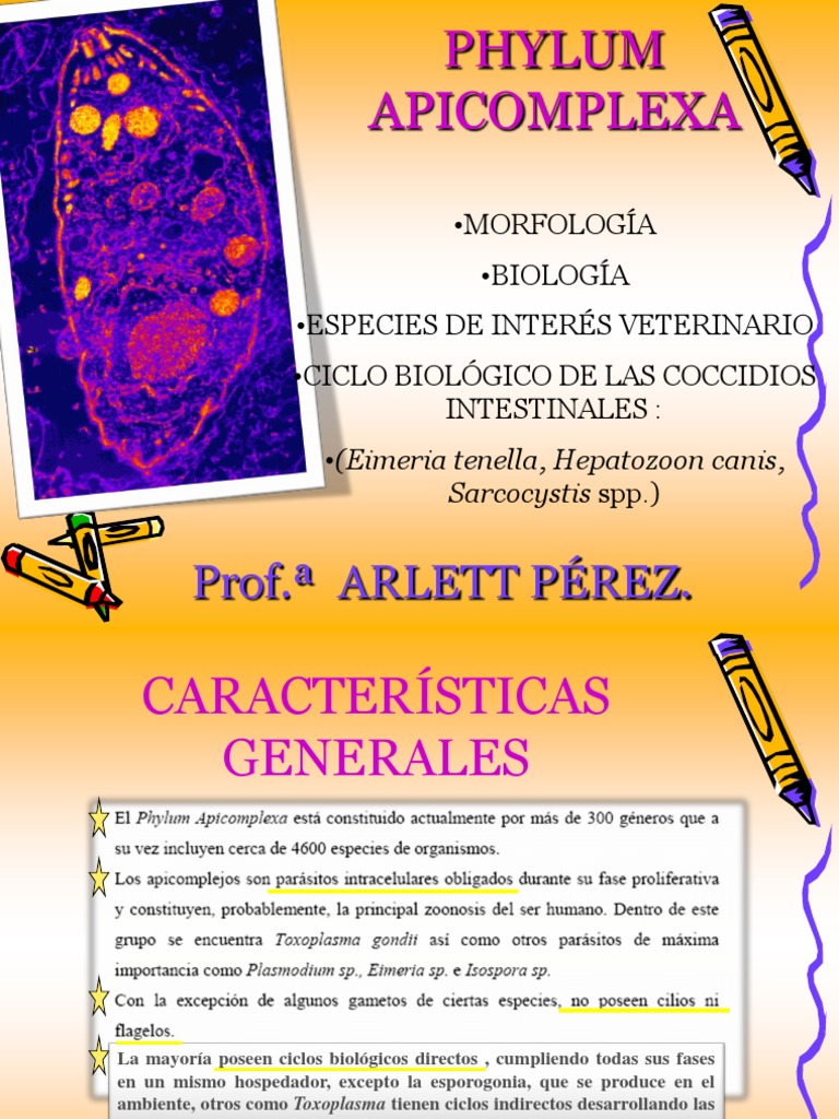 Características del Filo Apicomplexa | PDF | Biología | Salud y bienestar