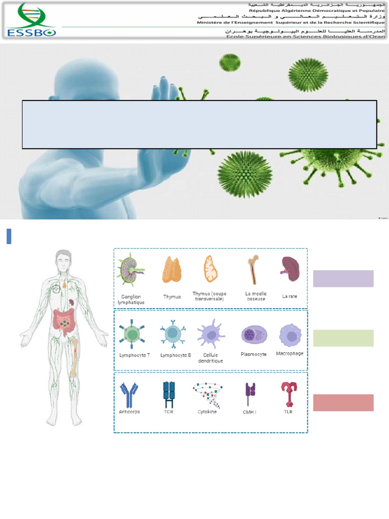Composants du système immunitaire 2024 | PDF | Lymphocyte T | Système ...