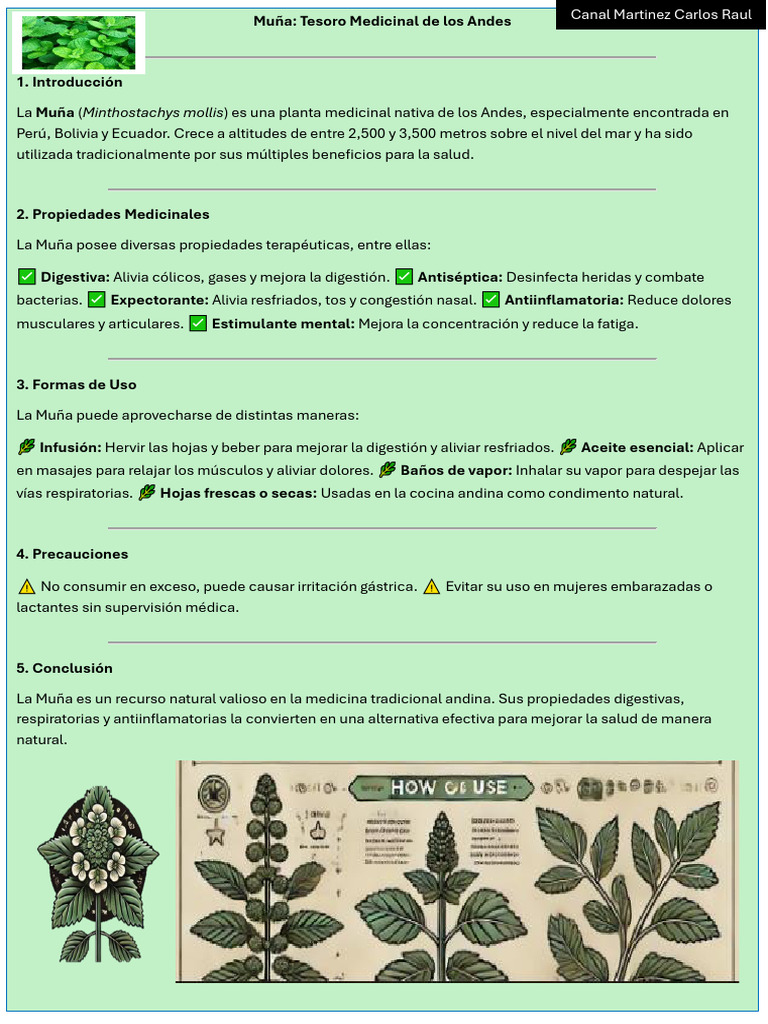 Infografia Muña | PDF