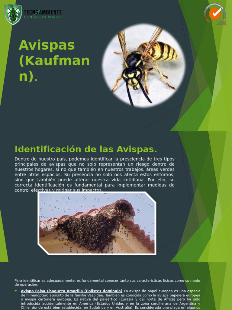 Avispas | PDF | Avispa