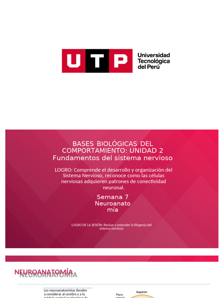S07.s1 Neuroanatomía Trabajo Bases | PDF | Neuroanatomía | Cerebro