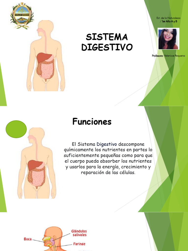 SISTEMA_DIGESTIVO | PDF | Digestión | Sistema digestivo humano