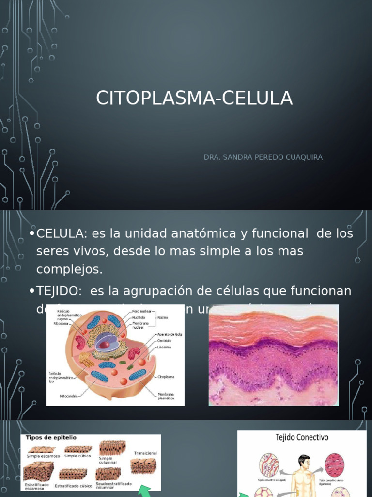 Tema 4 Citoplasma | PDF | Citoplasma | Membrana celular