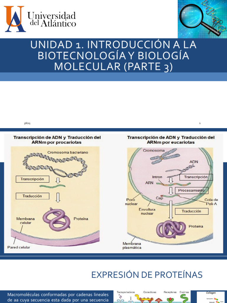 1.3. Unidad 1. Introduccion A La Biotec y Biomol (Parte 3) | PDF | Traducción (biología) | La ...