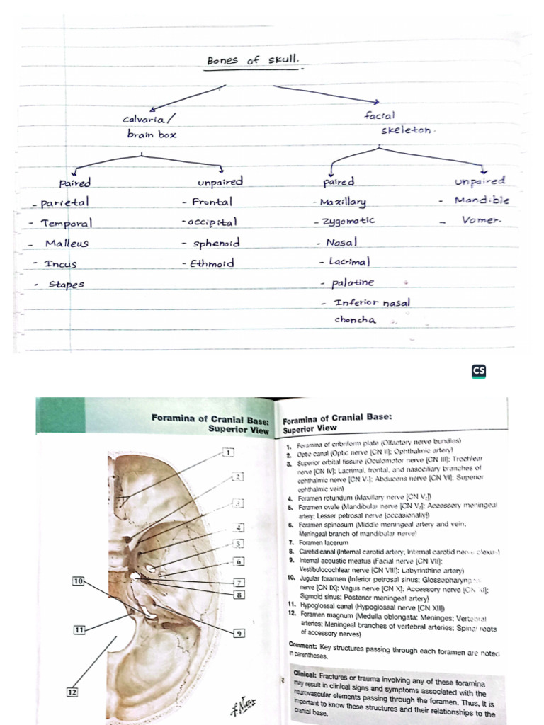 04 03 2025 Anatomy Practical (Skull) | PDF