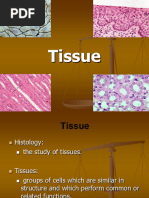 Chapter 4 Tissues Power Point | PDF | Tissue (Biology) | Epithelium