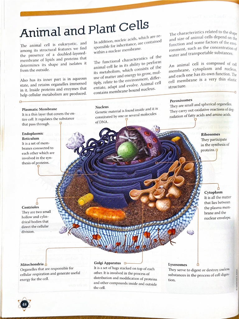 Animal and Plant Cells | PDF