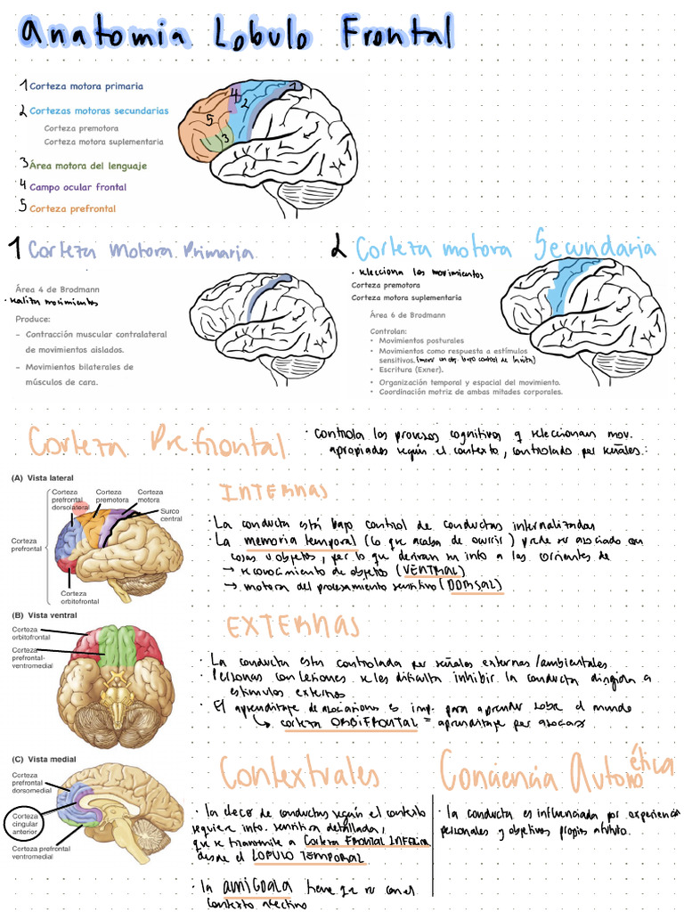 Resumen Prueba Dos | PDF