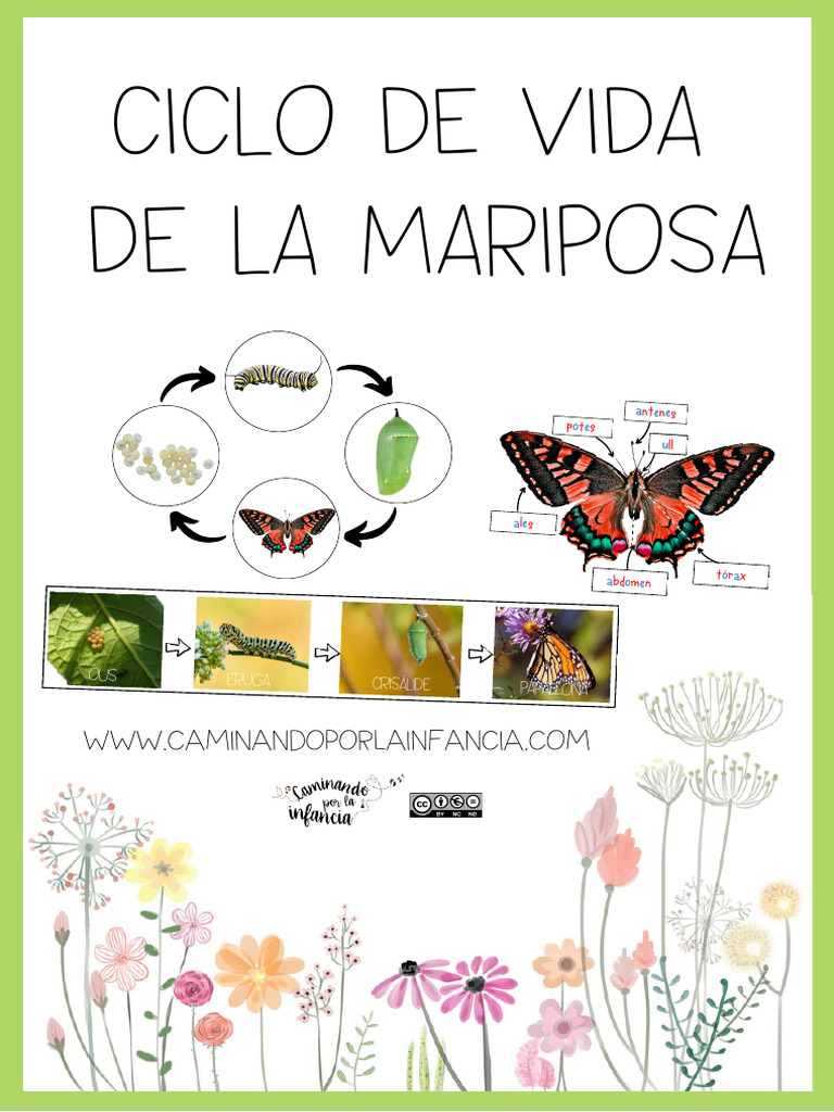 Ciclo de Vida de La Mariposa | PDF | Mariposa | Lepidópteros