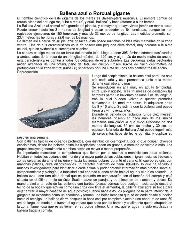 Ballena Azul o Rorcual Gigante | PDF | Naturaleza Ballena Azul o Rorcual Gigante | PDF | Naturaleza