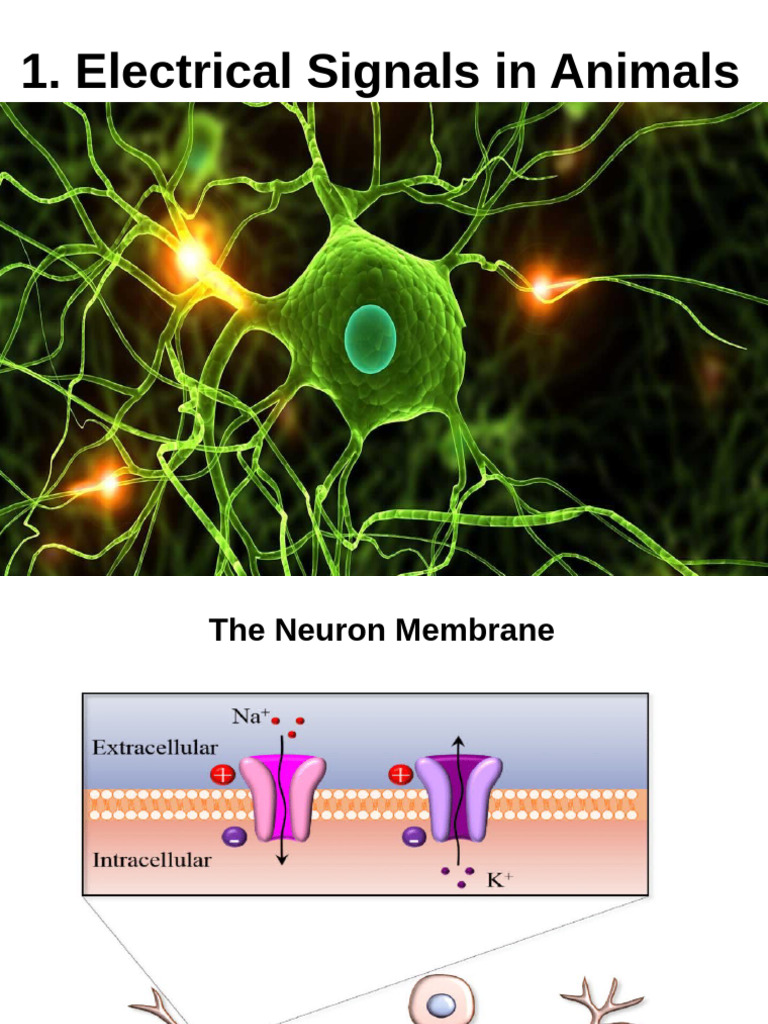 1.2 Electrical Signals in Animals - SV | PDF | Action Potential ...