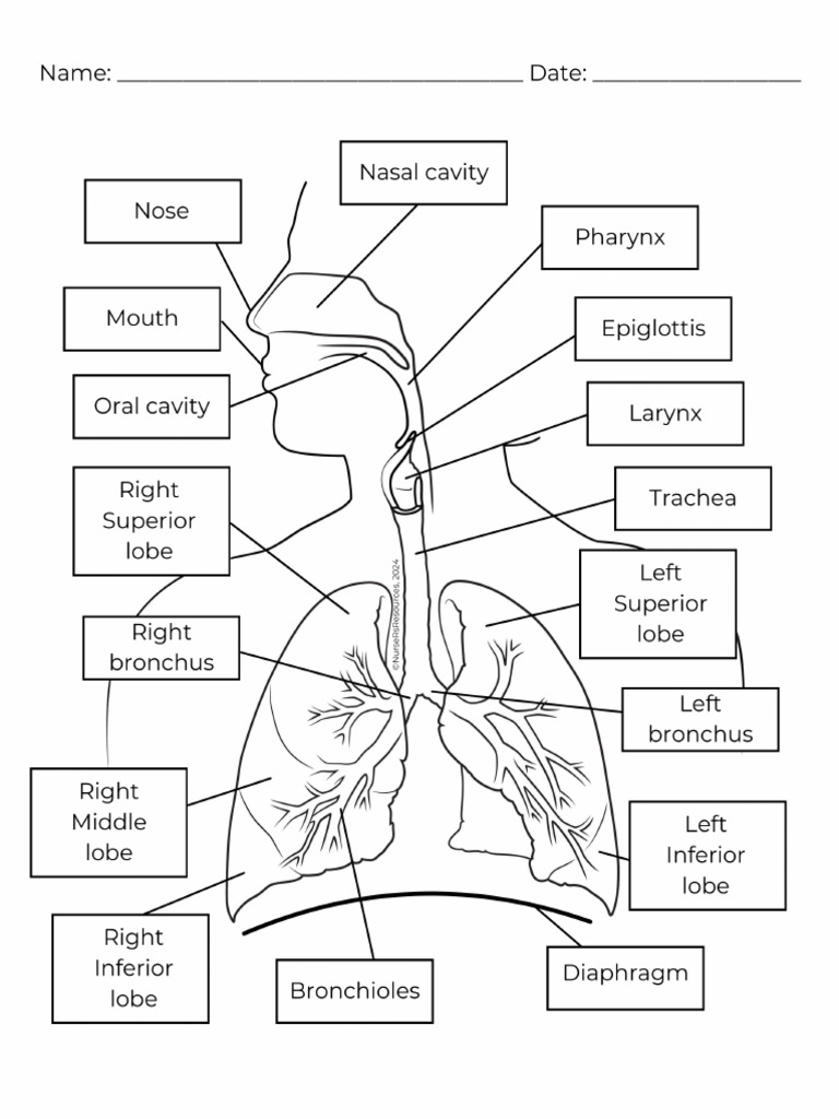 Respiratory System labeled #1 | PDF