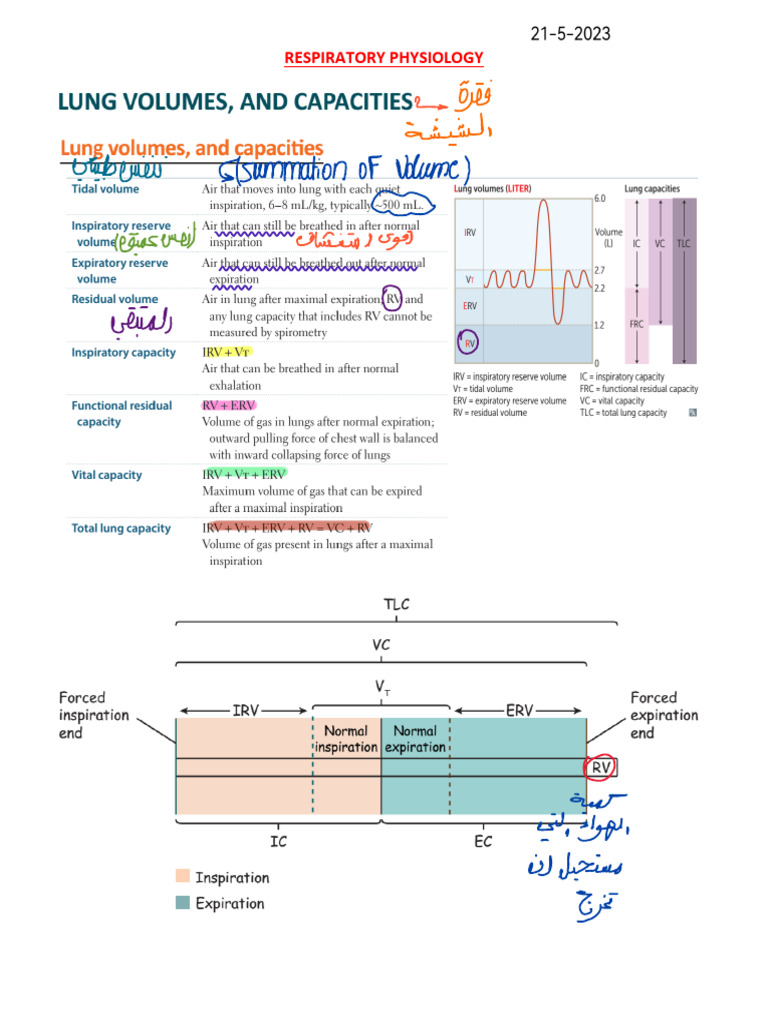 Respiratory Physiology 1 | PDF