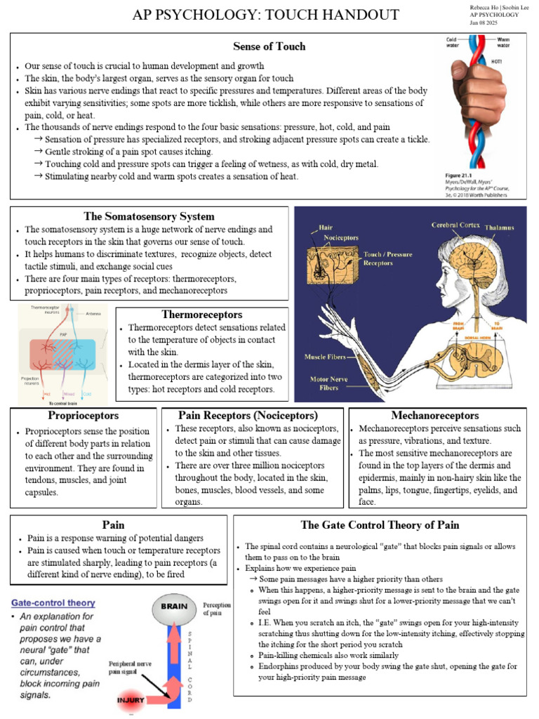 Ap Psychology Touch PDF | PDF | Somatosensory System | Senses