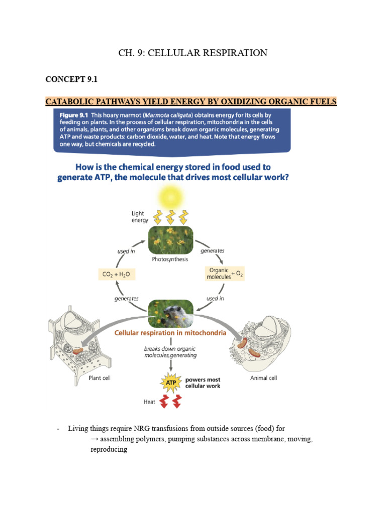 AP BIO CH. 9 CELLULAR RESPIRATION | PDF