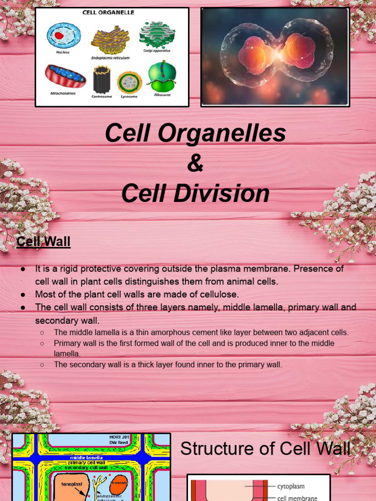 Cell Organelles Grade 9 | PDF | Endoplasmic Reticulum | Chloroplast