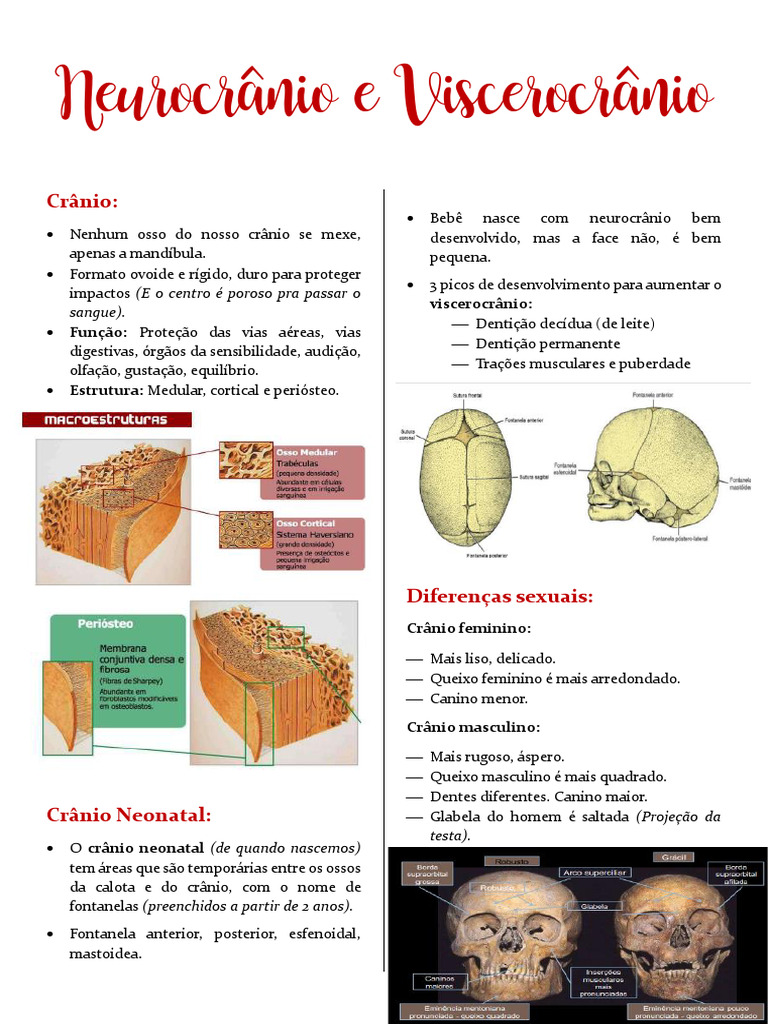 Neurocrânio e Viscerocrânio | PDF | Crânio | Sistema Locomotor