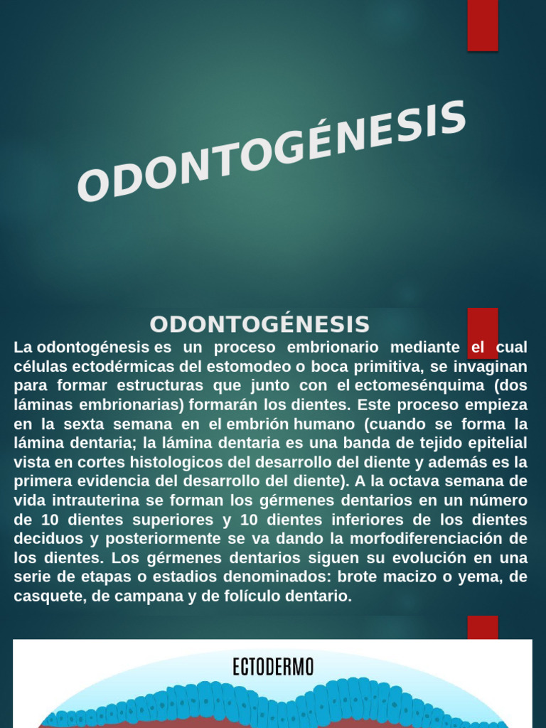 12. Odontogenesis | PDF