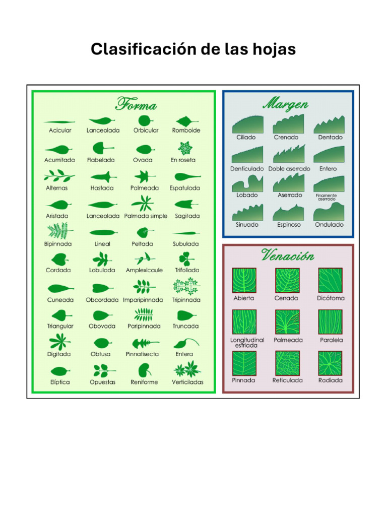 Clasificaci-N de Las Hojas | PDF