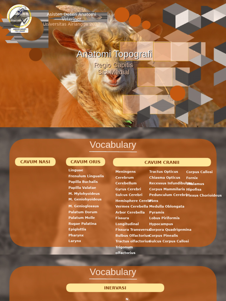 Prakt Regio Capitis Medial | PDF