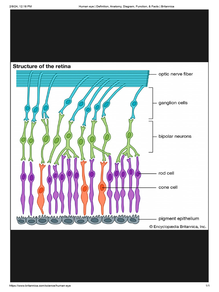 Human Eye: Anatomy and Function Explained | PDF