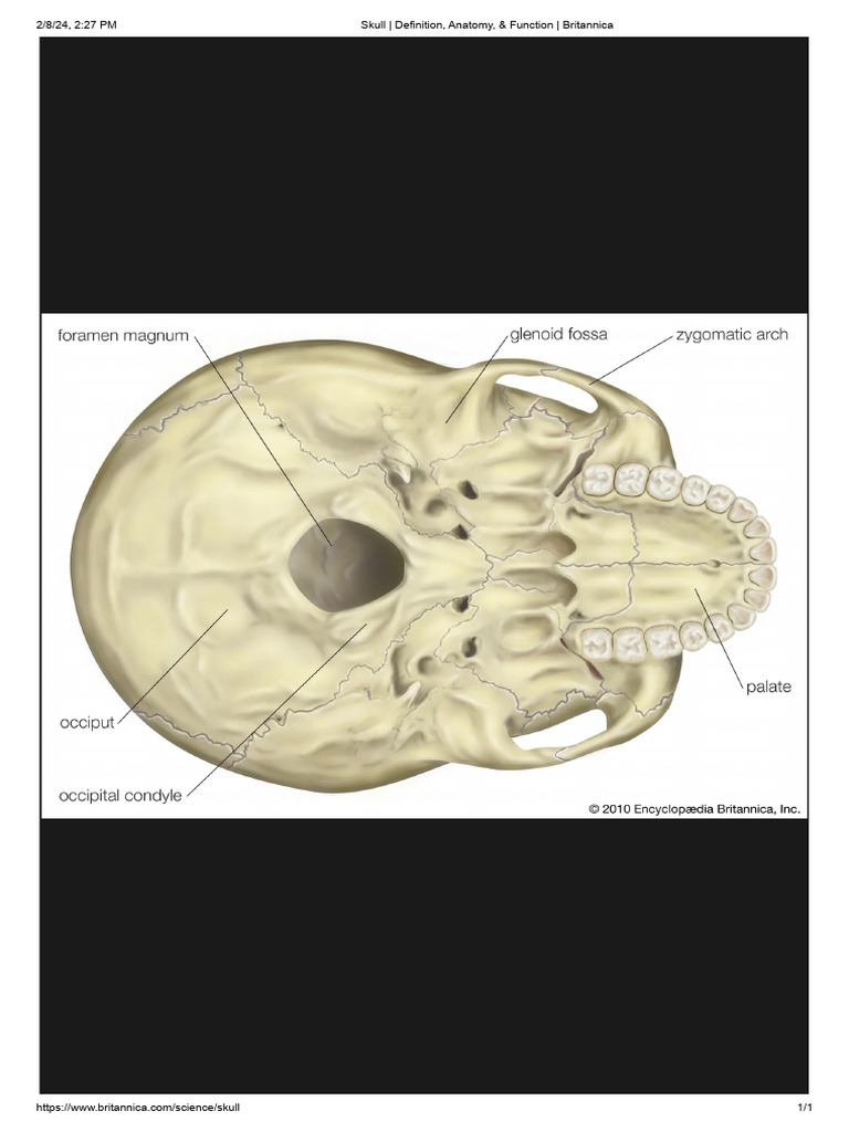 Skull: Definition and Function | PDF