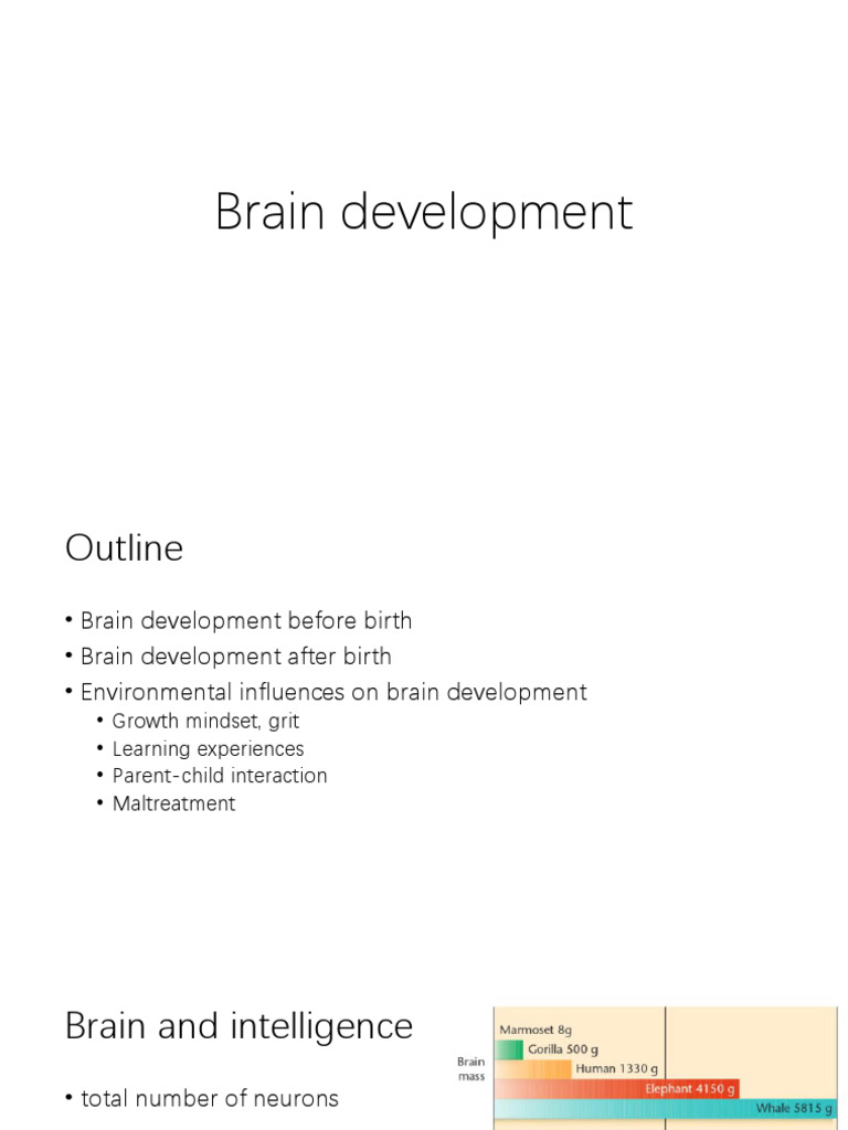 Understanding Brain Development Factors | PDF | Brain | Neuroscience