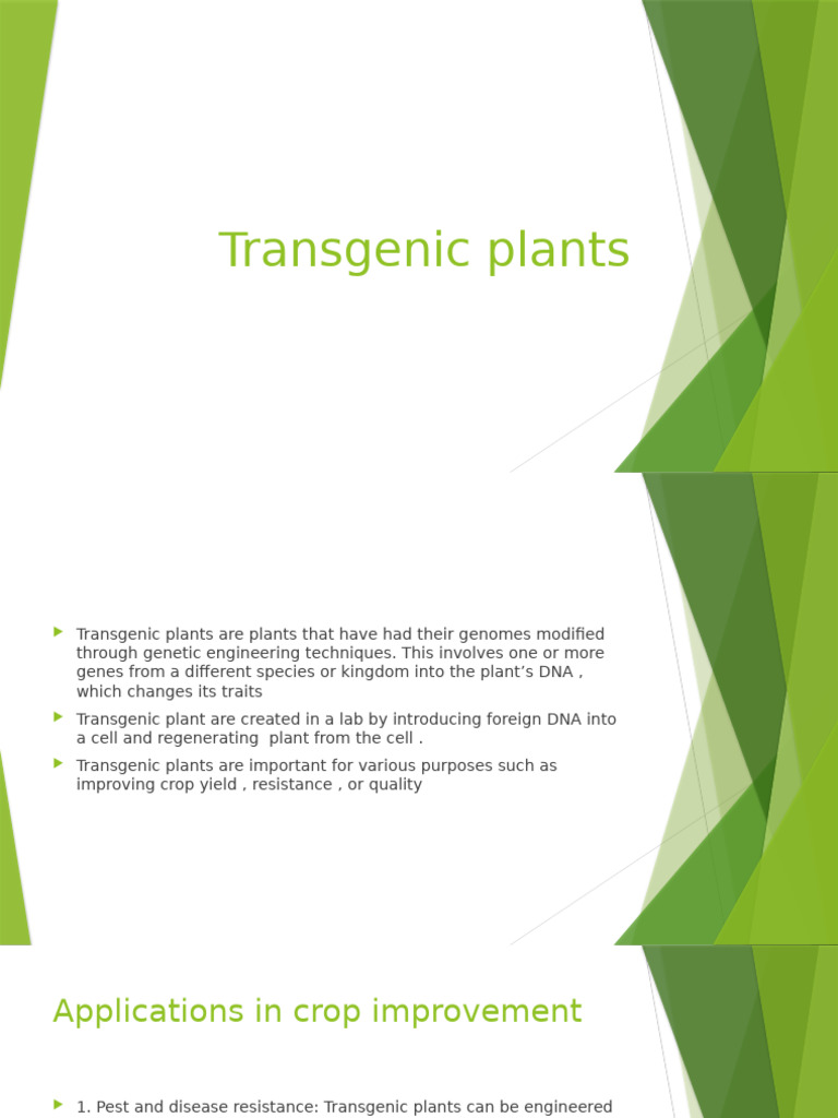 Transgenic Plants: Genetic Engineering Insights | PDF | Genetically ...