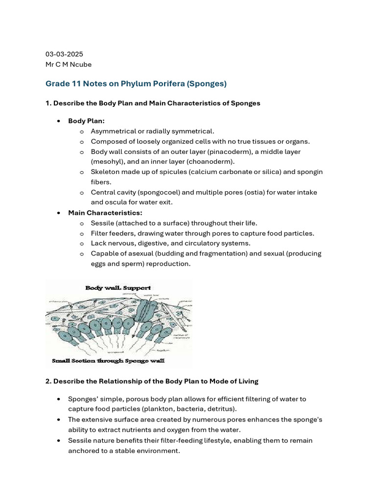 GRD 11 Life Science Phylum Porifera | PDF | Sponge | Zoology