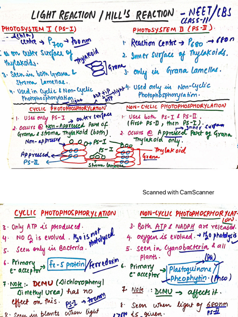 Cyclic & Non-Cyclic Photophosphorylation | PDF