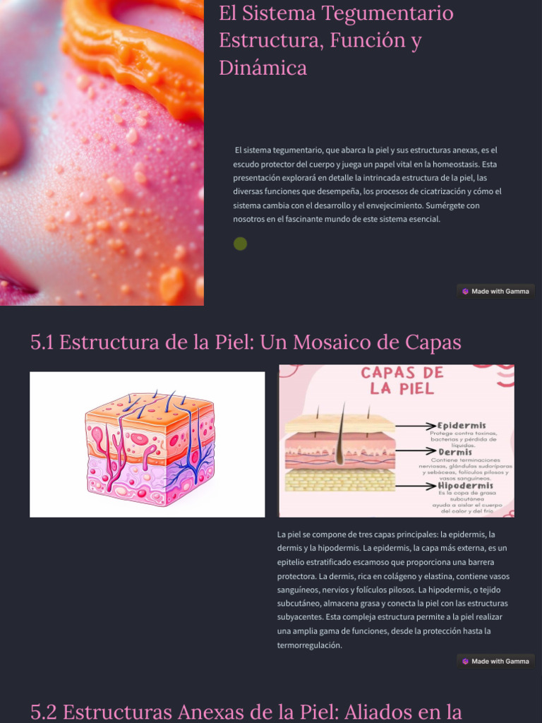 El Sistema Tegumentario Estructura Funcion y Dinamica | PDF | Piel | Sistema tegumentario